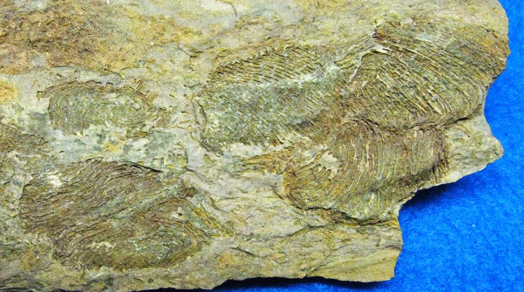 PALEO & GEO TOPICS: Comments by R. L. Squires: Helicoplacus, an Early ...