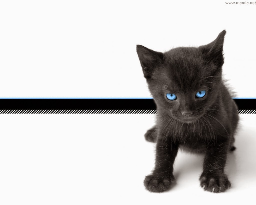 ictsoft: Chat (cat) wallpaper HD