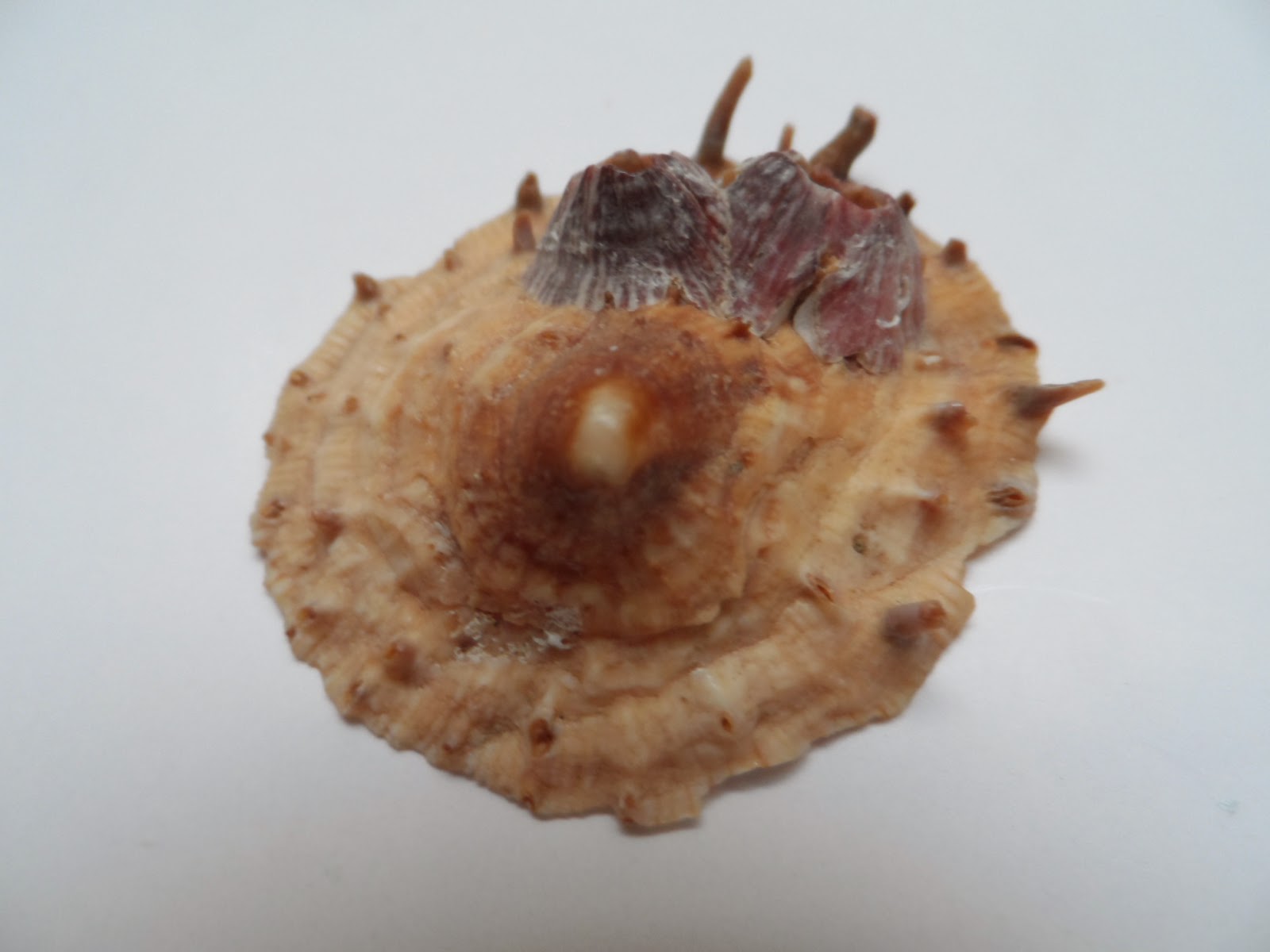 conchas y caracoles: CRUCIBULUM SPINOSUM