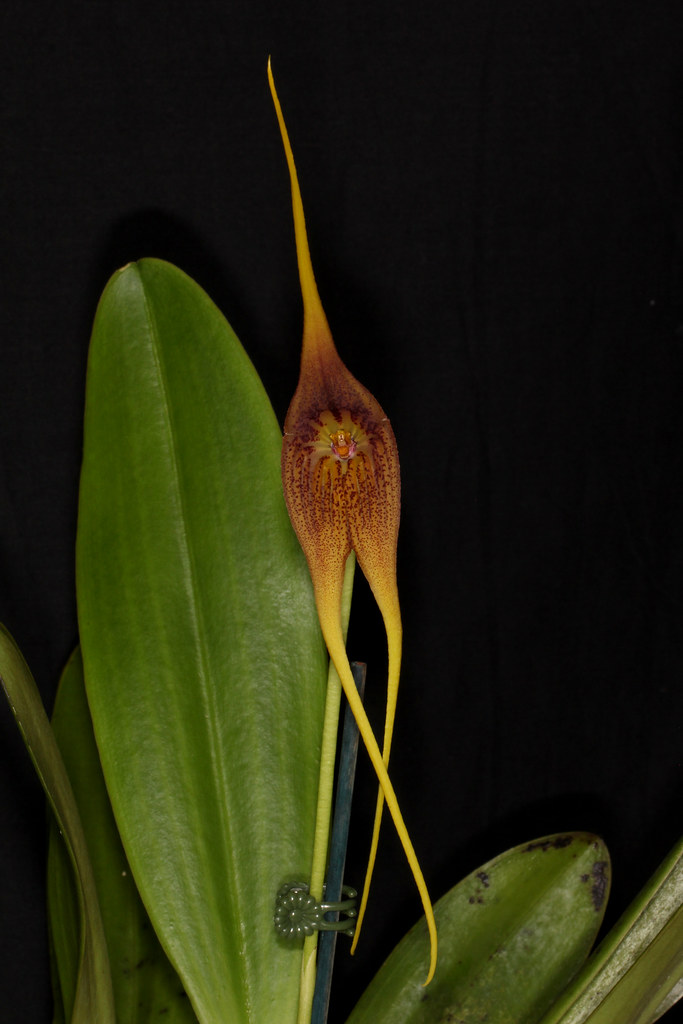 Masdevallia macrura care and culture | Travaldo's blog