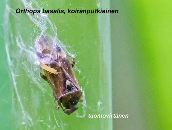 tuomovirtanen: Suomen luteet-Heteroptera-Bugs of Finland