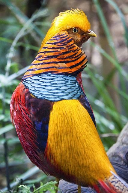 Golden Pheasant