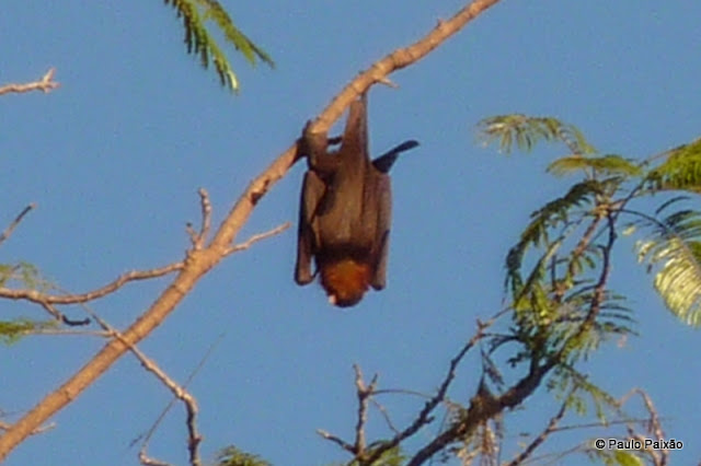 Mamíferos: Acerodon jubatus