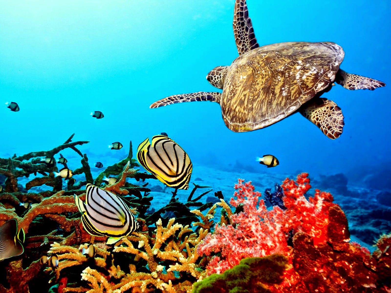 Ocean Interactions : 5_05 Ocean Interactions