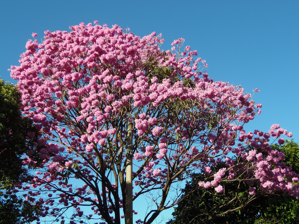 visitante: Ipê Rosa – Handroanthus heptaphyllus