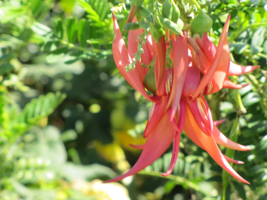 photographing New Zealand: kaka beak