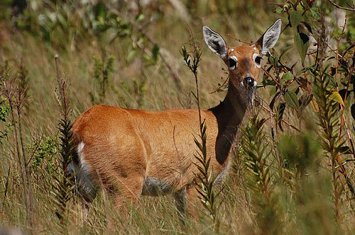 fauna e flora ameaçadas de extinção: VEADO-CAMPEIRO