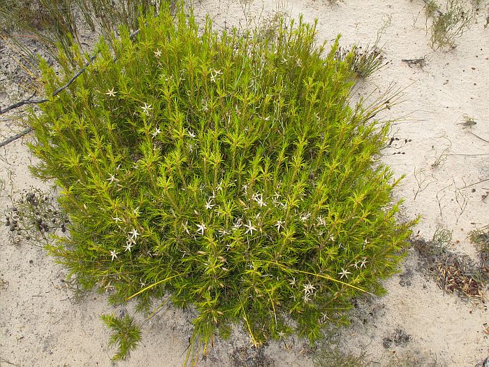 Esperance Wildflowers: Calectasia grandiflora - Blue Tinsel Lily