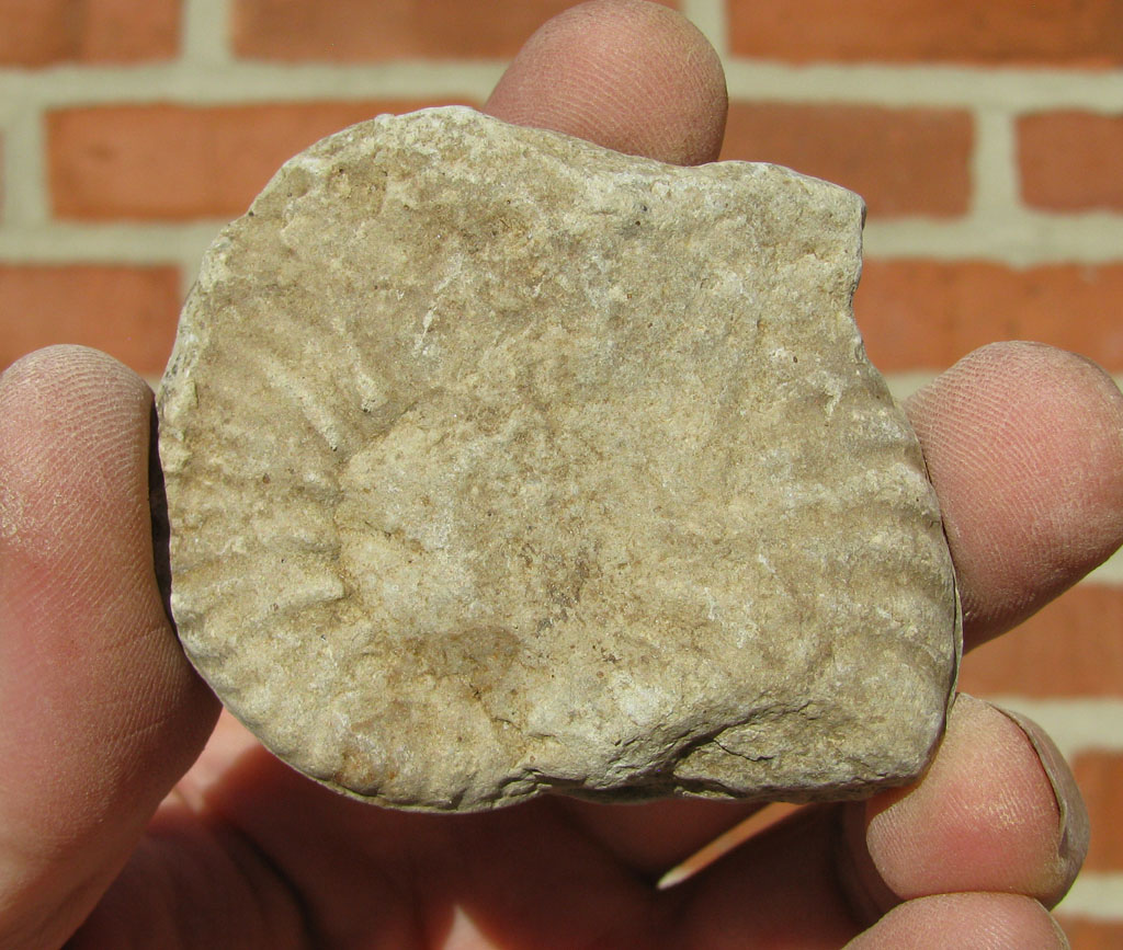 Views of the Mahantango: Mortoniceras sp. ammonite from the Duck Creek ...