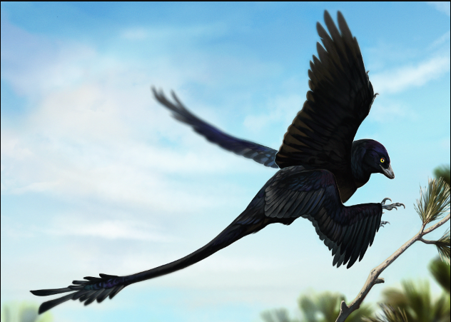 Tetrapod Flight: Flight in non-avian dinosaurs