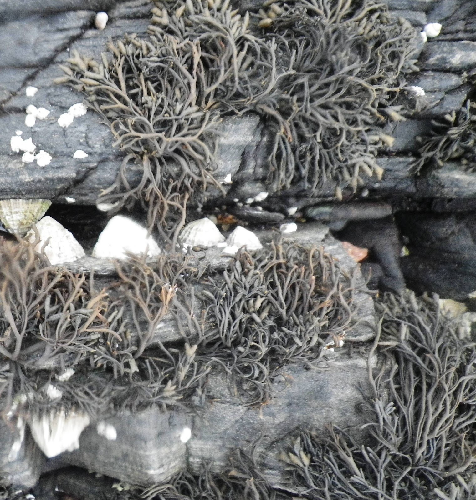 Rock Pooling: Rock Pooling destination: Mallaig, Scotland May 2013