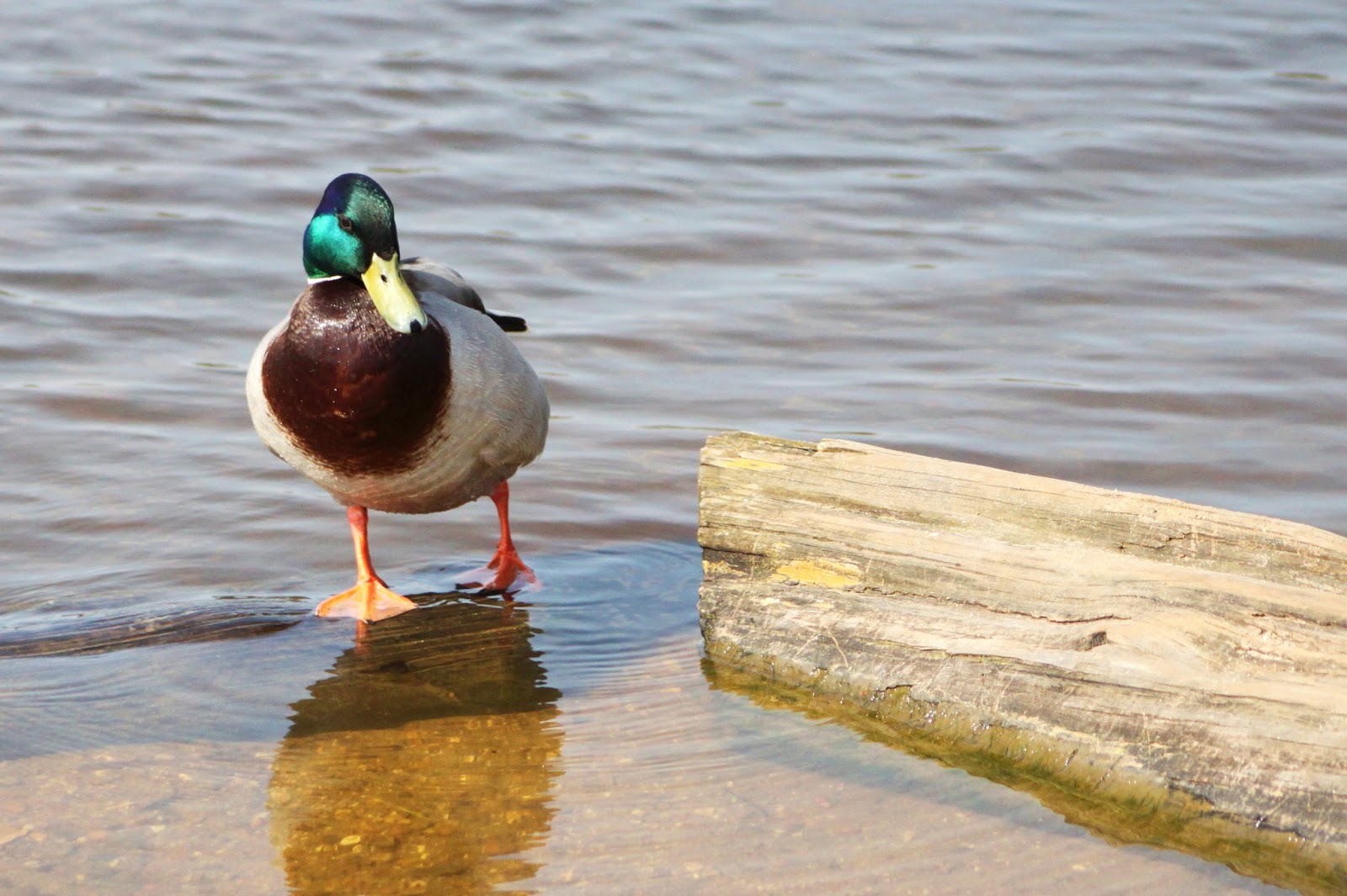 Mallard in red wine, herb and cream sauce - Arctic Cloudberry