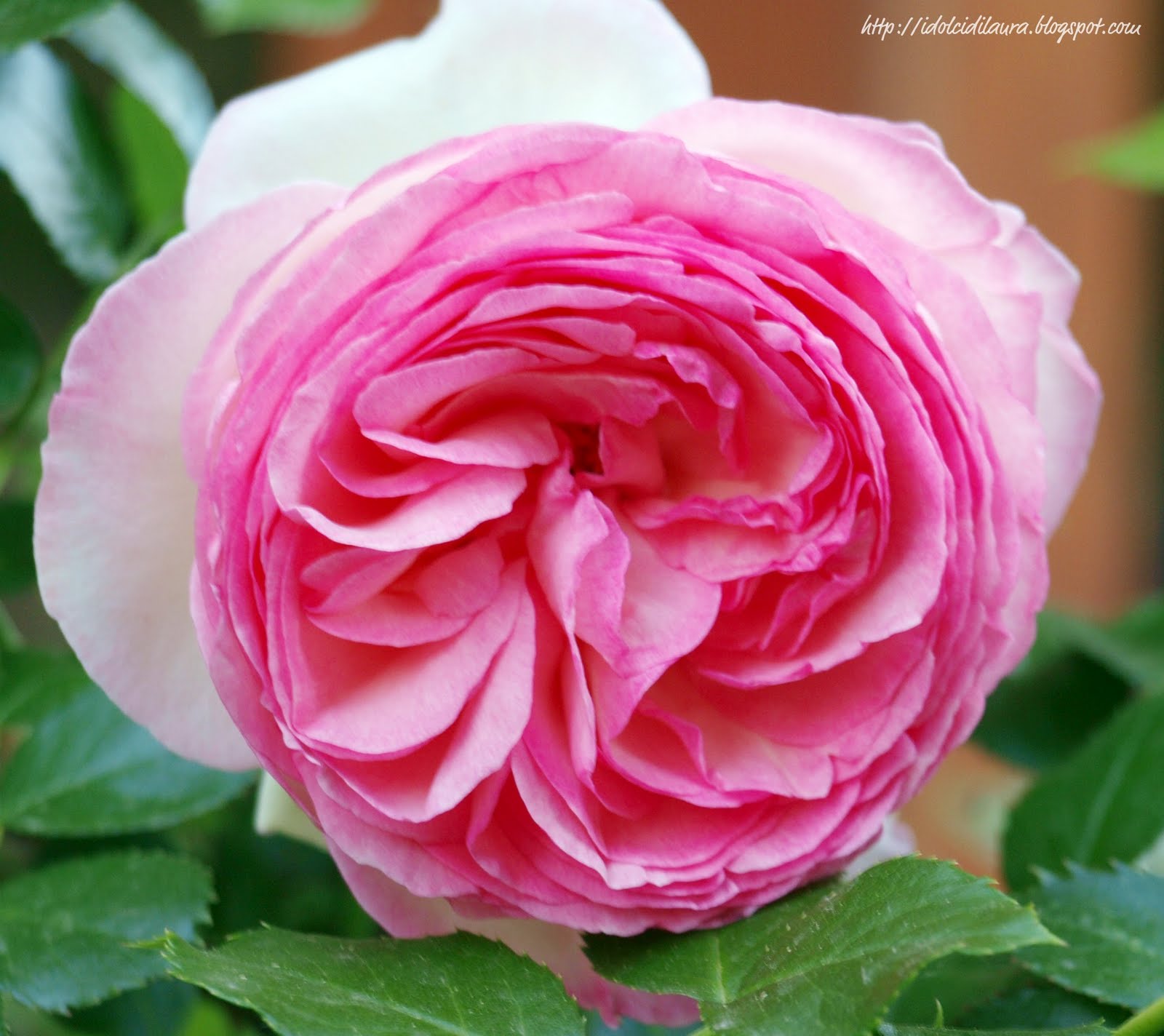 i dolci di laura: crostata di rose