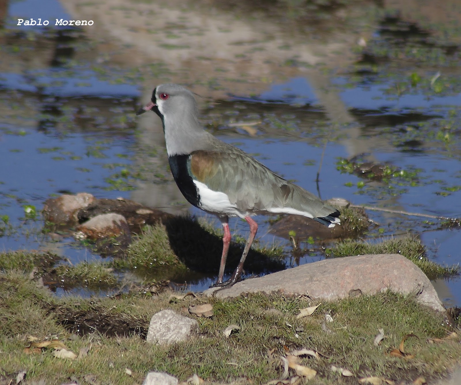 Aves de Mendoza: Tero comun(Vanellus chilensis)