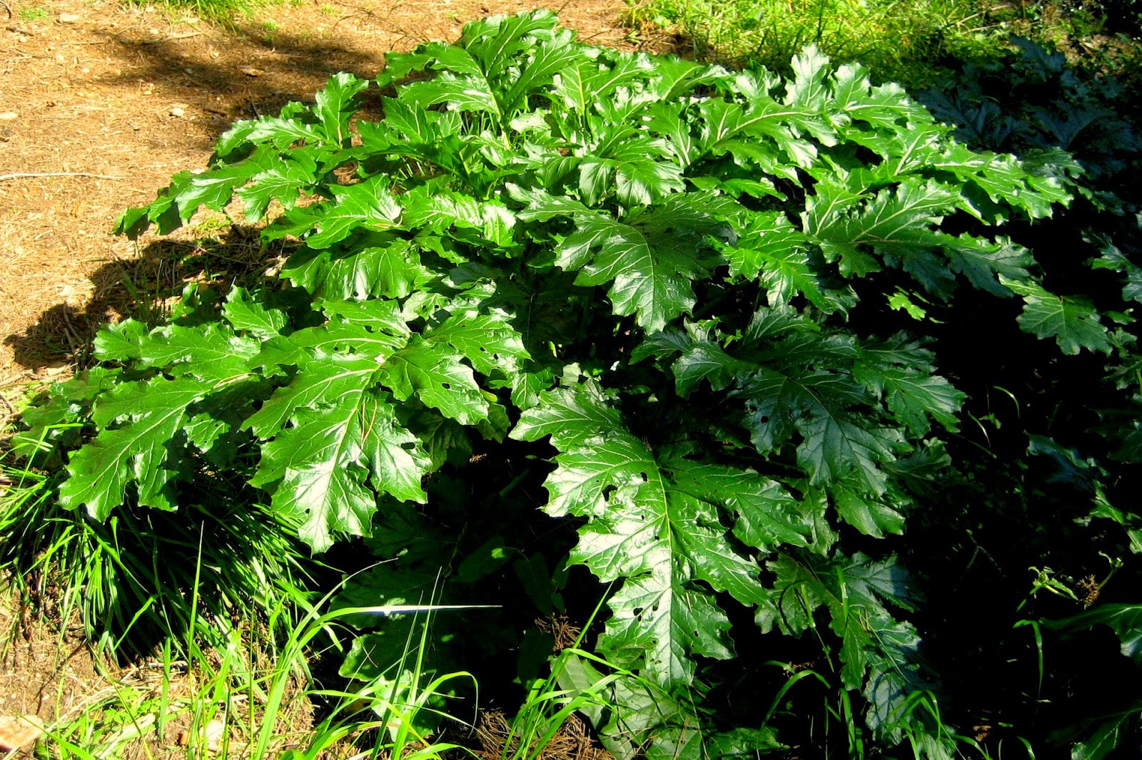 Árboles con alma: Acanto. Alas de Ángel. (Acanthus mollis)