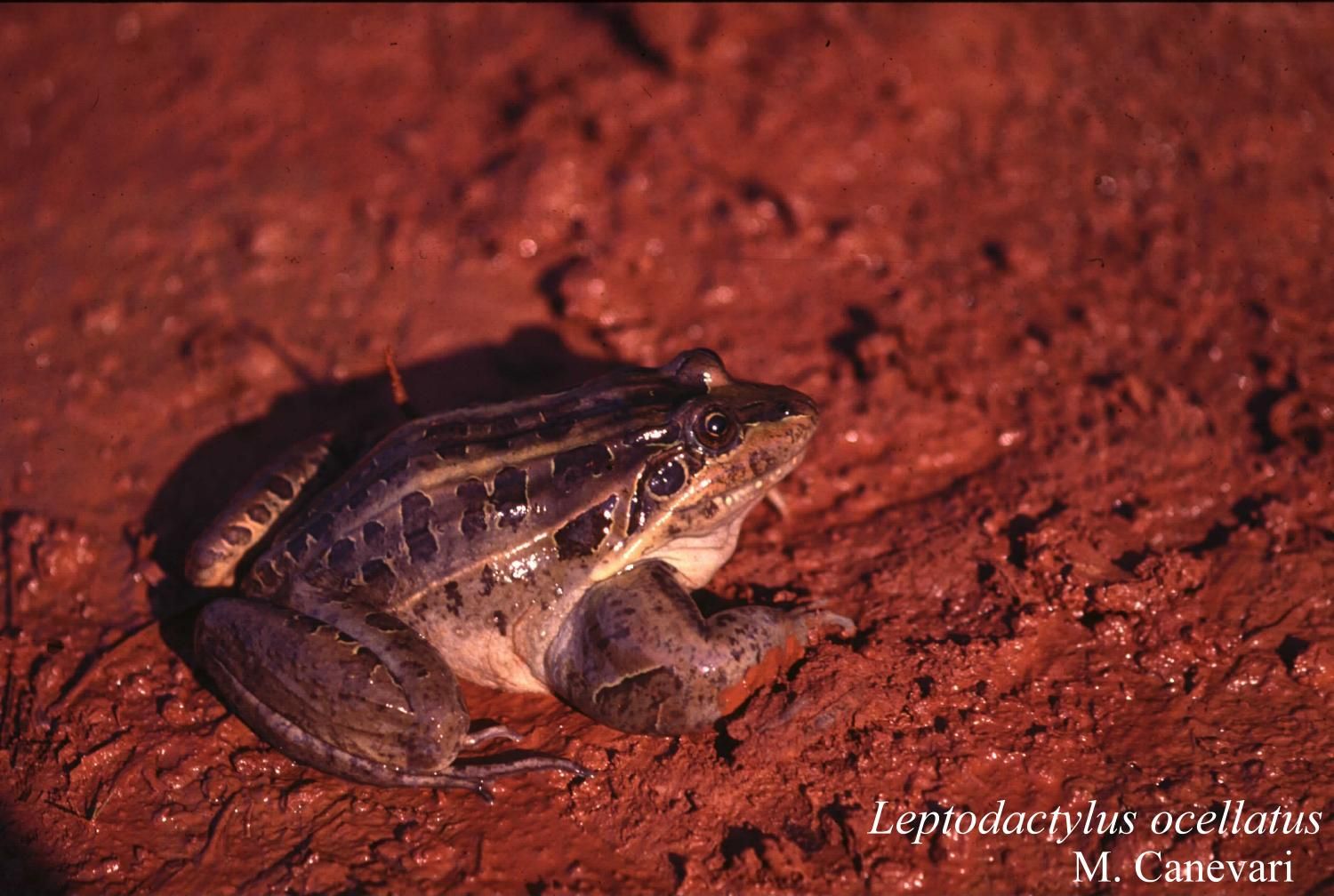 Argentina nativa: Rana criolla (Leptodactylus latrans)