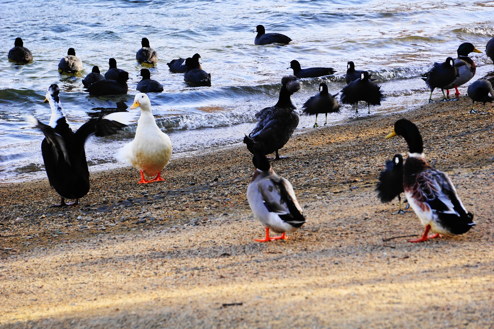 Lazarow World-Hike-About: No Swan Lake, instead, Pelican not so brief.