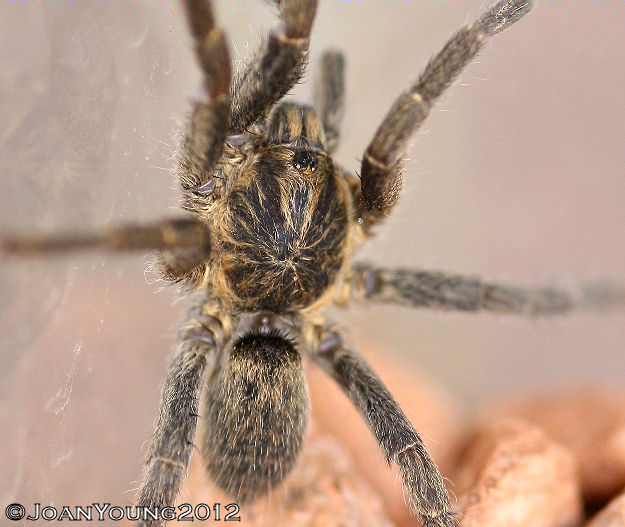 South African Photographs: Lesser Baboon Spider (Harpactirella overdijki)