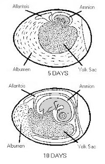 Do birds have belly buttons?