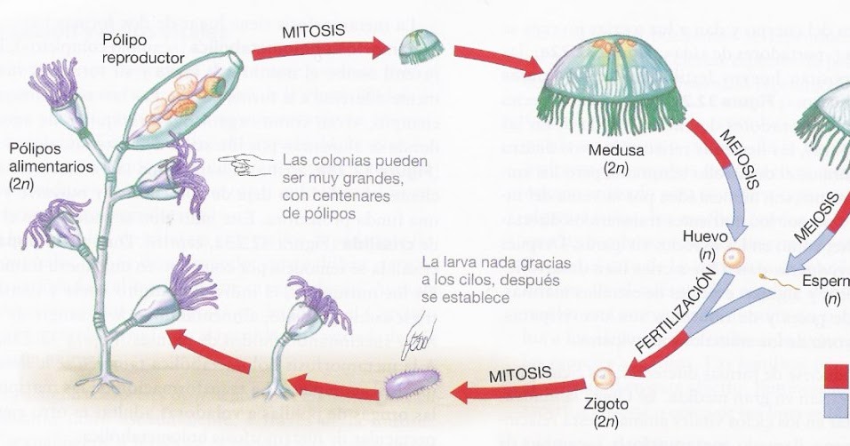 Tipos de ciclos biológicos - Biología