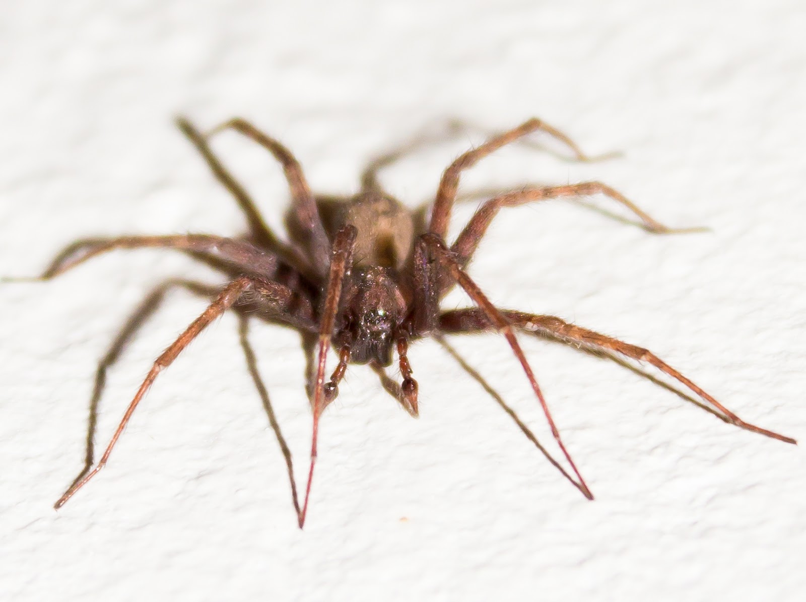 Inspired by nature: Visitor in the basement. Spider