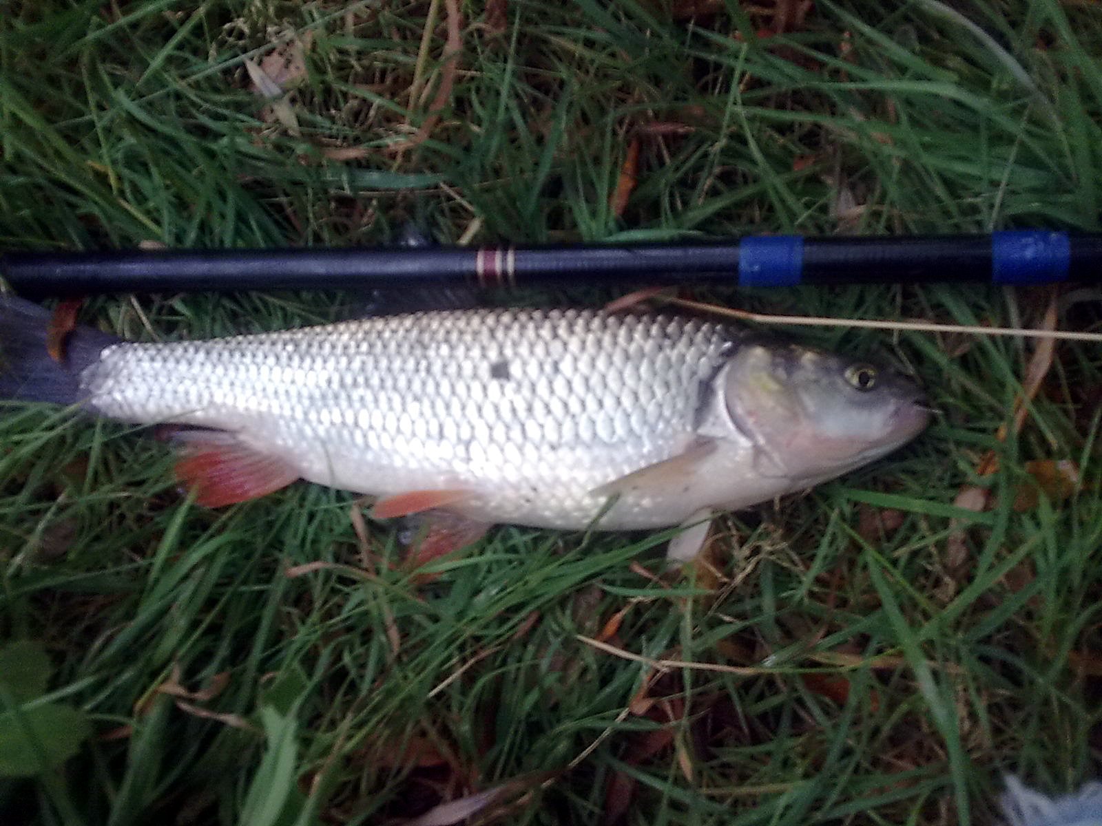 Pescuit pe Râuri: clean pescuit pe râu teleorman