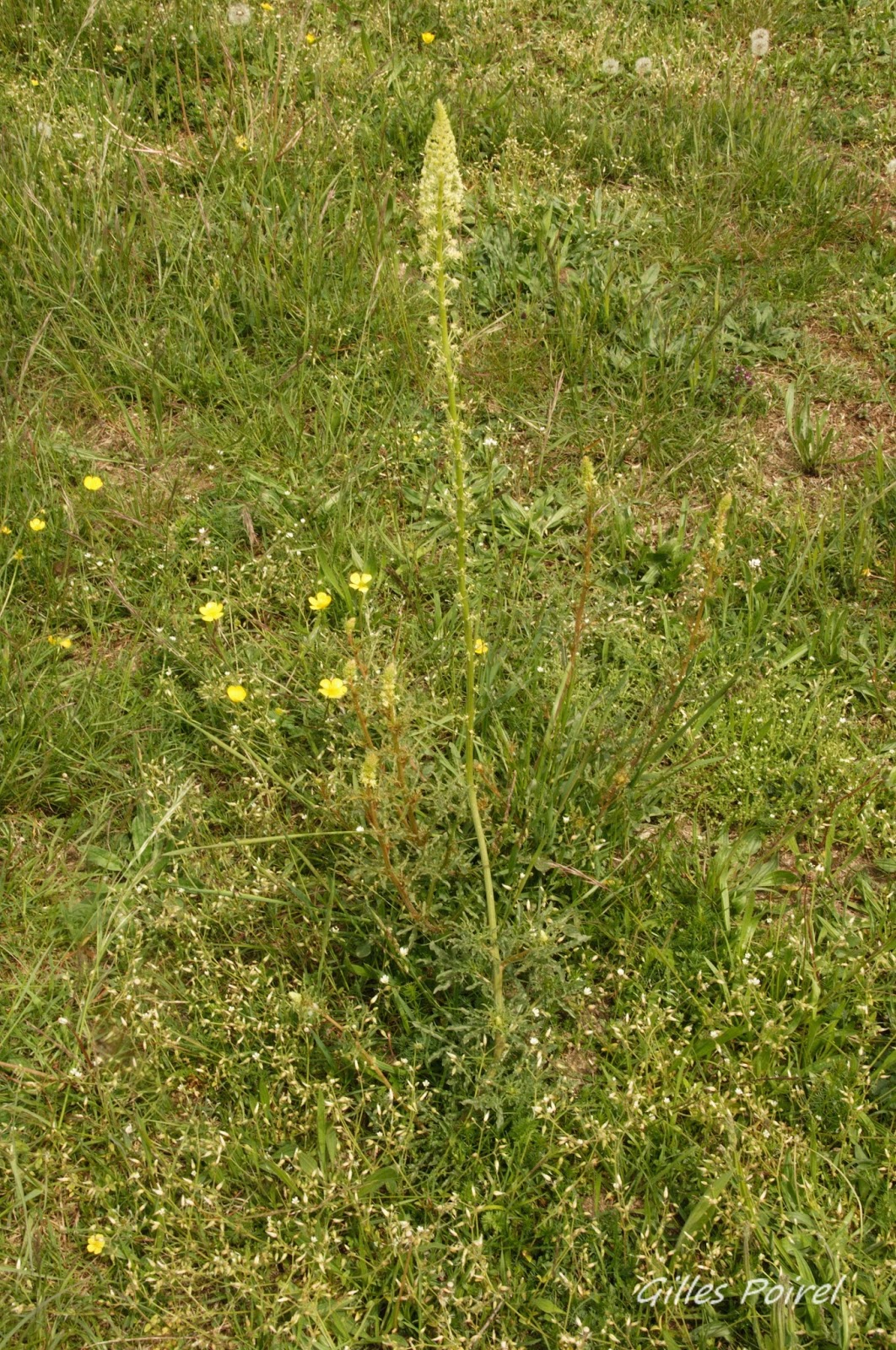 JURA, UNE TERRE, DES HOMMES: Le Réseda jaune. Reseda lutea.