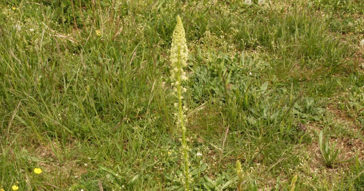 JURA, UNE TERRE, DES HOMMES: Le Réseda jaune. Reseda lutea.