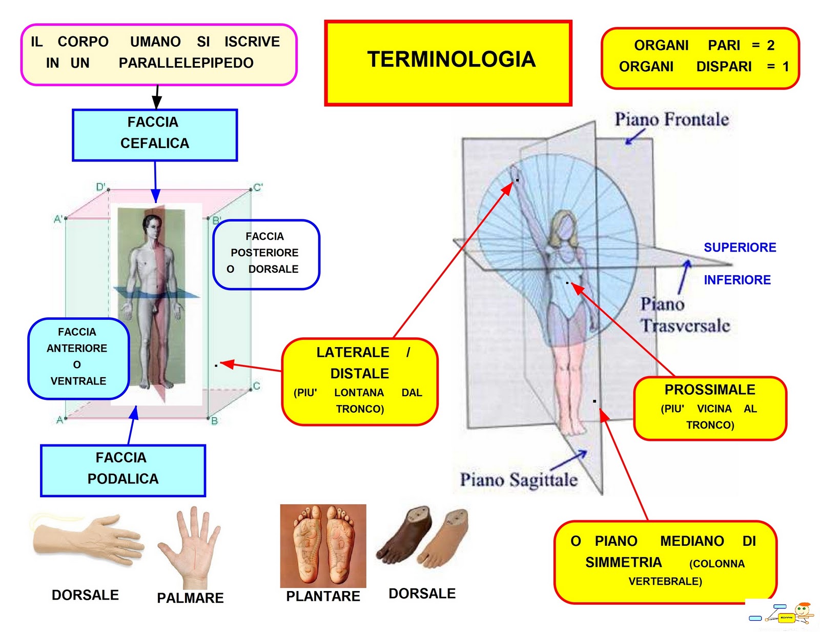 MAPPER: TERMINOLOGIA
