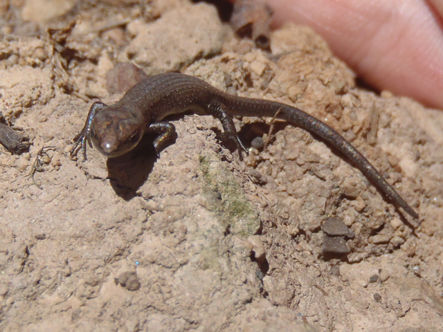 120 Kilopods: #181 Delicate Skink