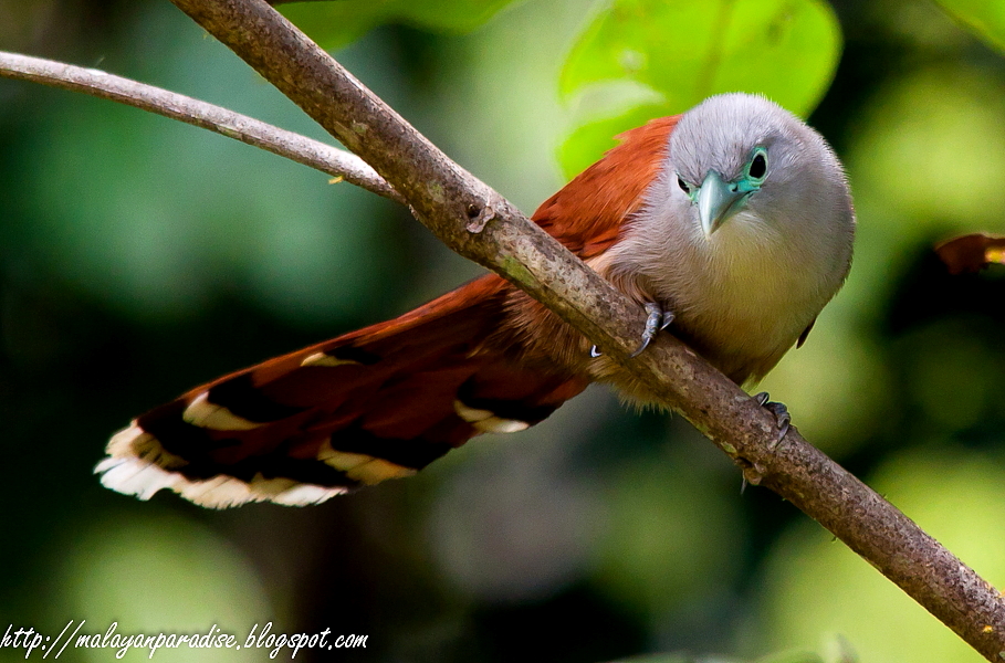 Raffles's malkoha - Alchetron, The Free Social Encyclopedia