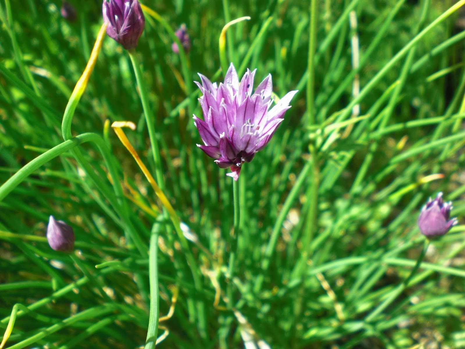 Perfumes y luces de Extremadura: Cebollino silvestre, Alium Schoenoprasum.