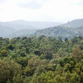 African Re-greening Initiatives: Forest restoration and agroforestry in ...