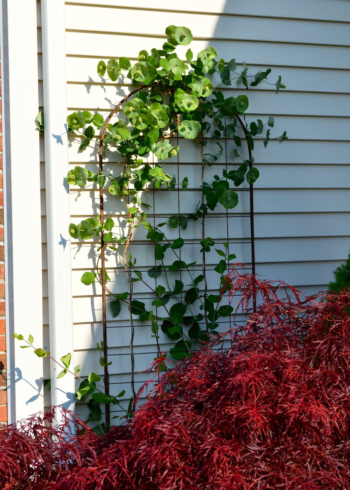 Plant Inventory at 20 Timothy : Lonicera reticulata / Grape Honeysuckle