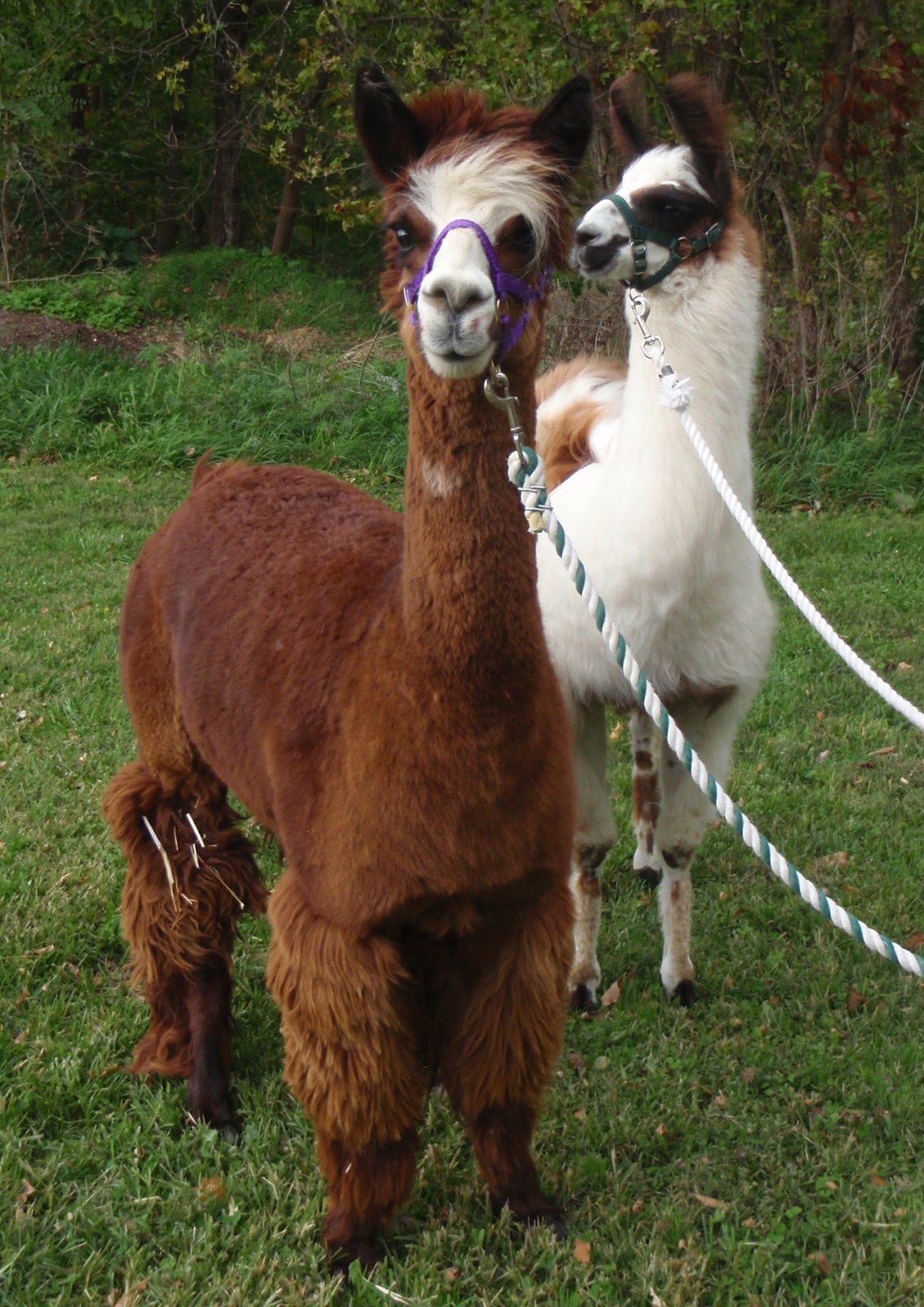 Autumn Hill Llamas & Fiber: Humming Hoosier Classic!