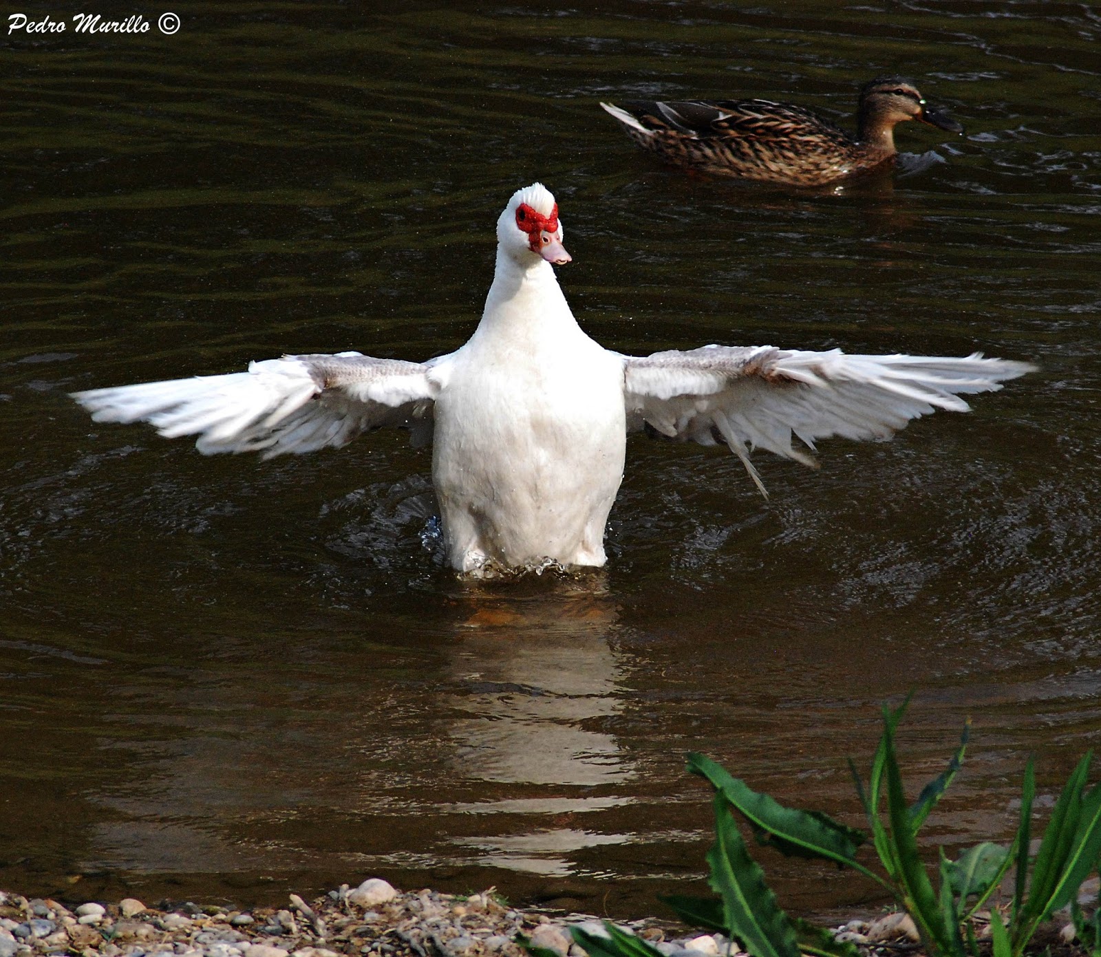 Las excursiones de Murillo "murillonature": Pato Criollo (Cairina ...