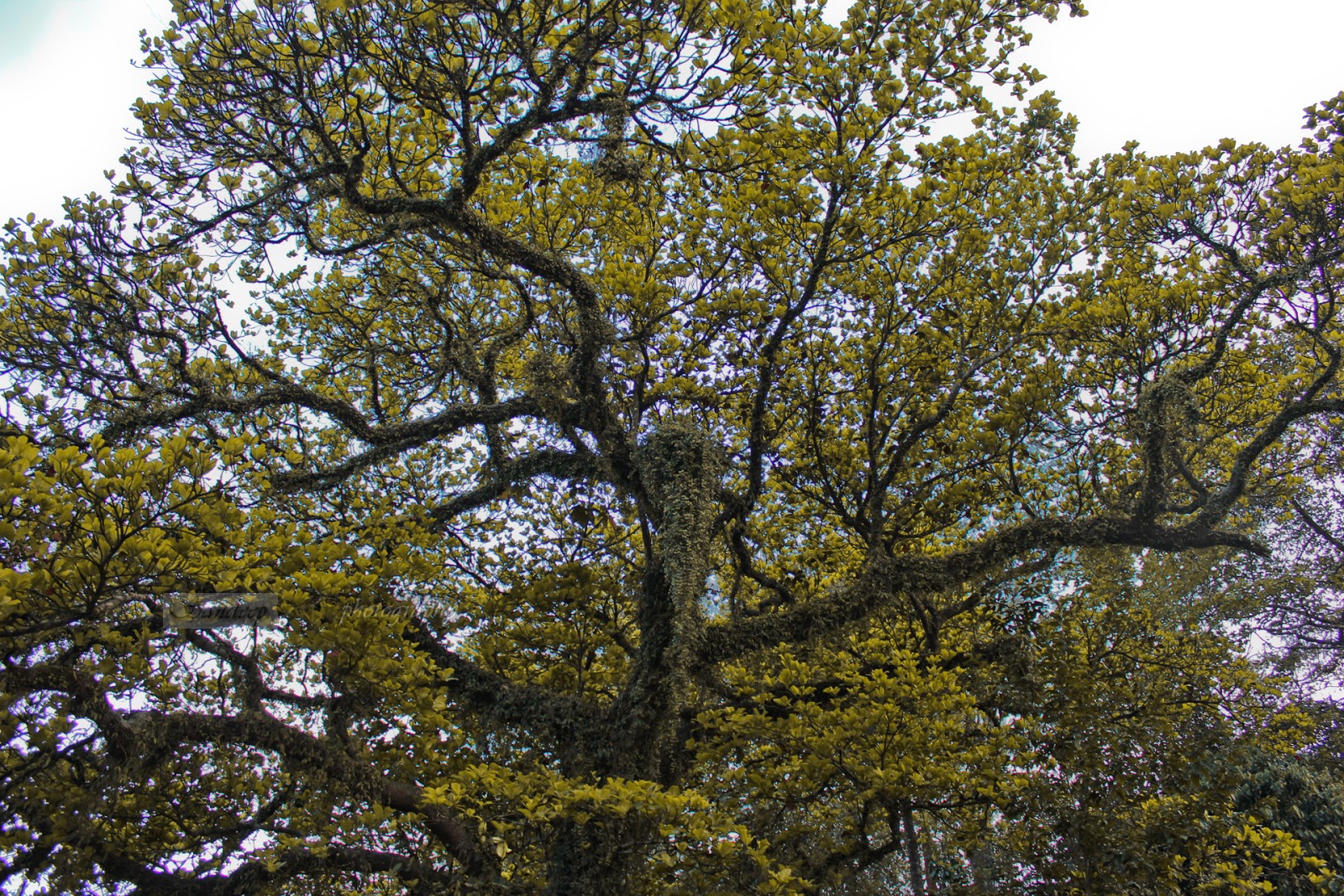 Karnataka Travelogue, blended with Photologue-Travelogue-Infologue ...