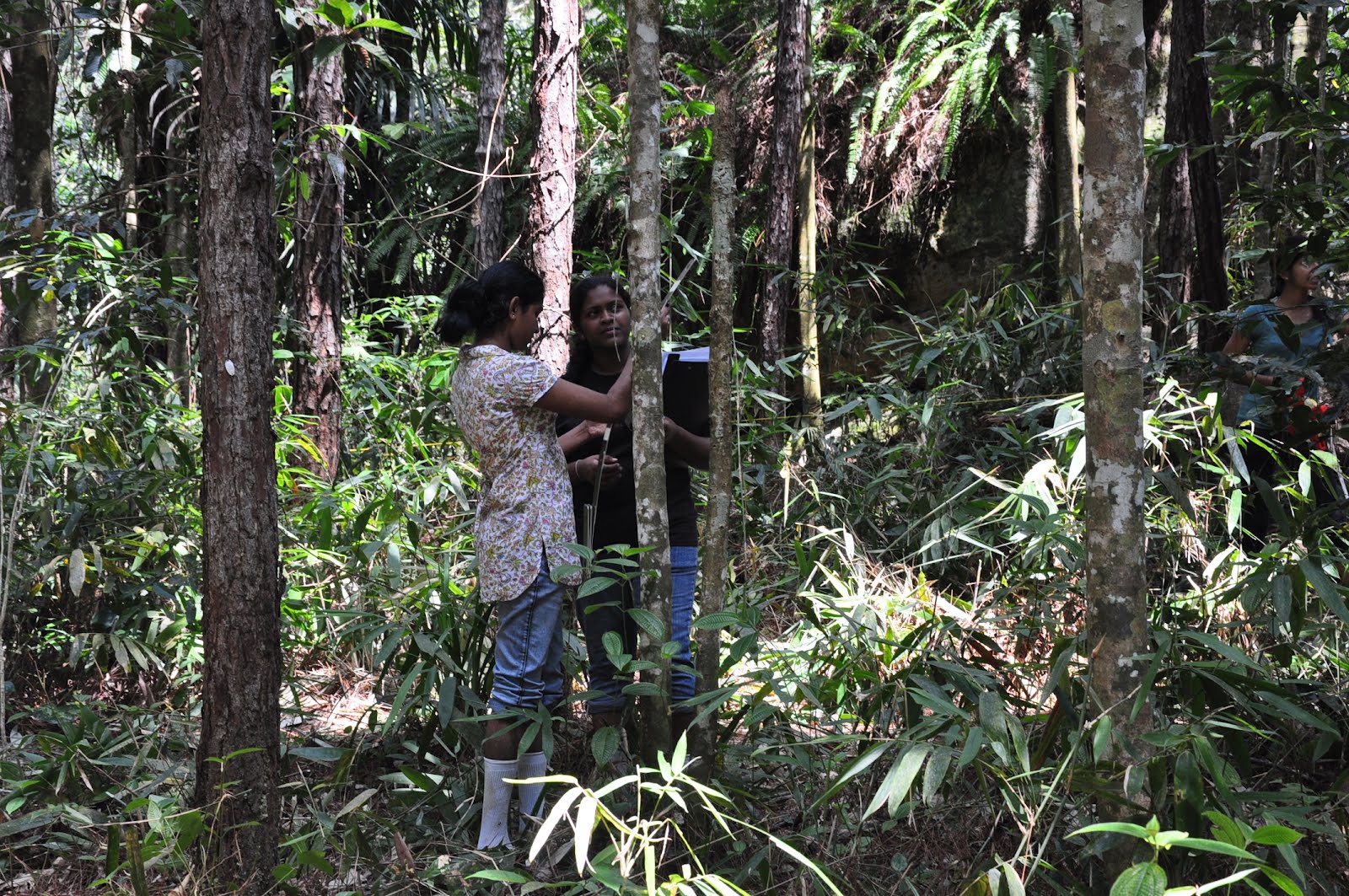 Yagirala Forest Reserve, Sri Lanka