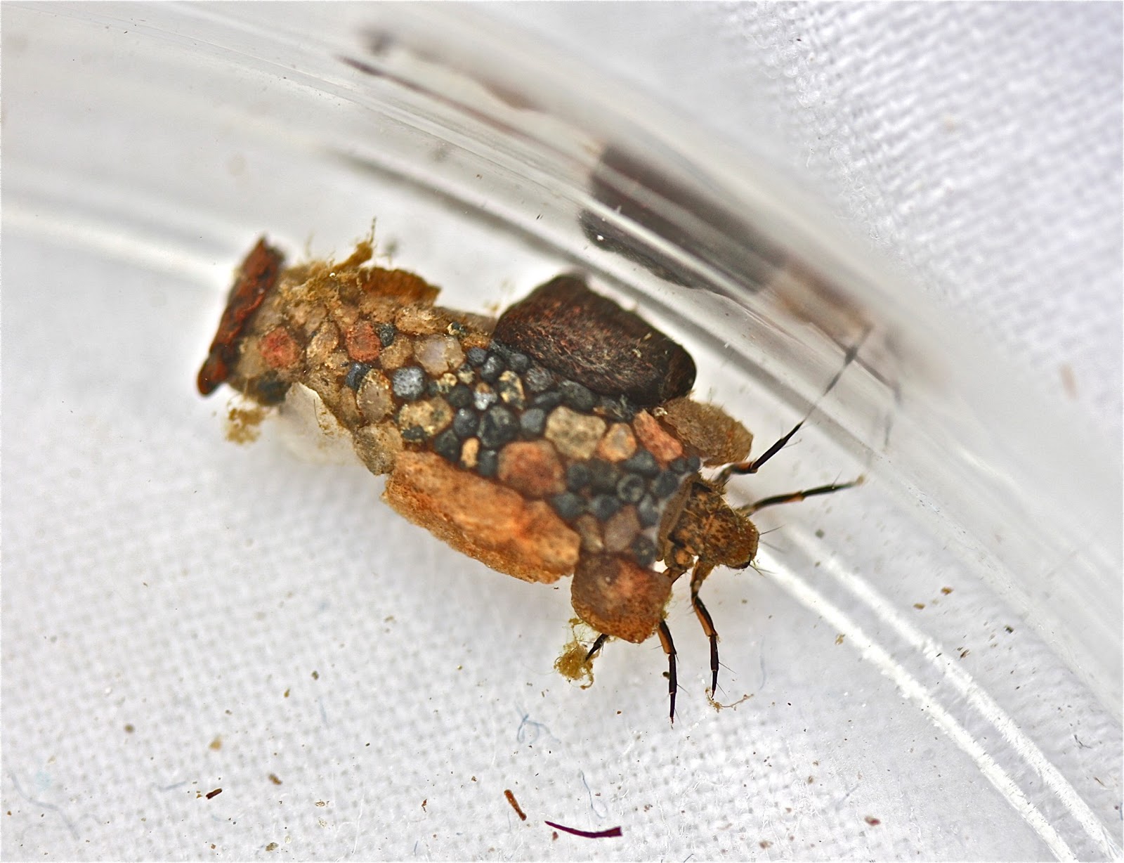 Aquatic Insects of Central Virginia: Wrap Up: The Uenoid Caddisfly ...