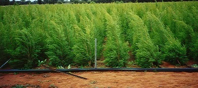Anim Agro Technology: HERBA - TEA TREE (Part 3)