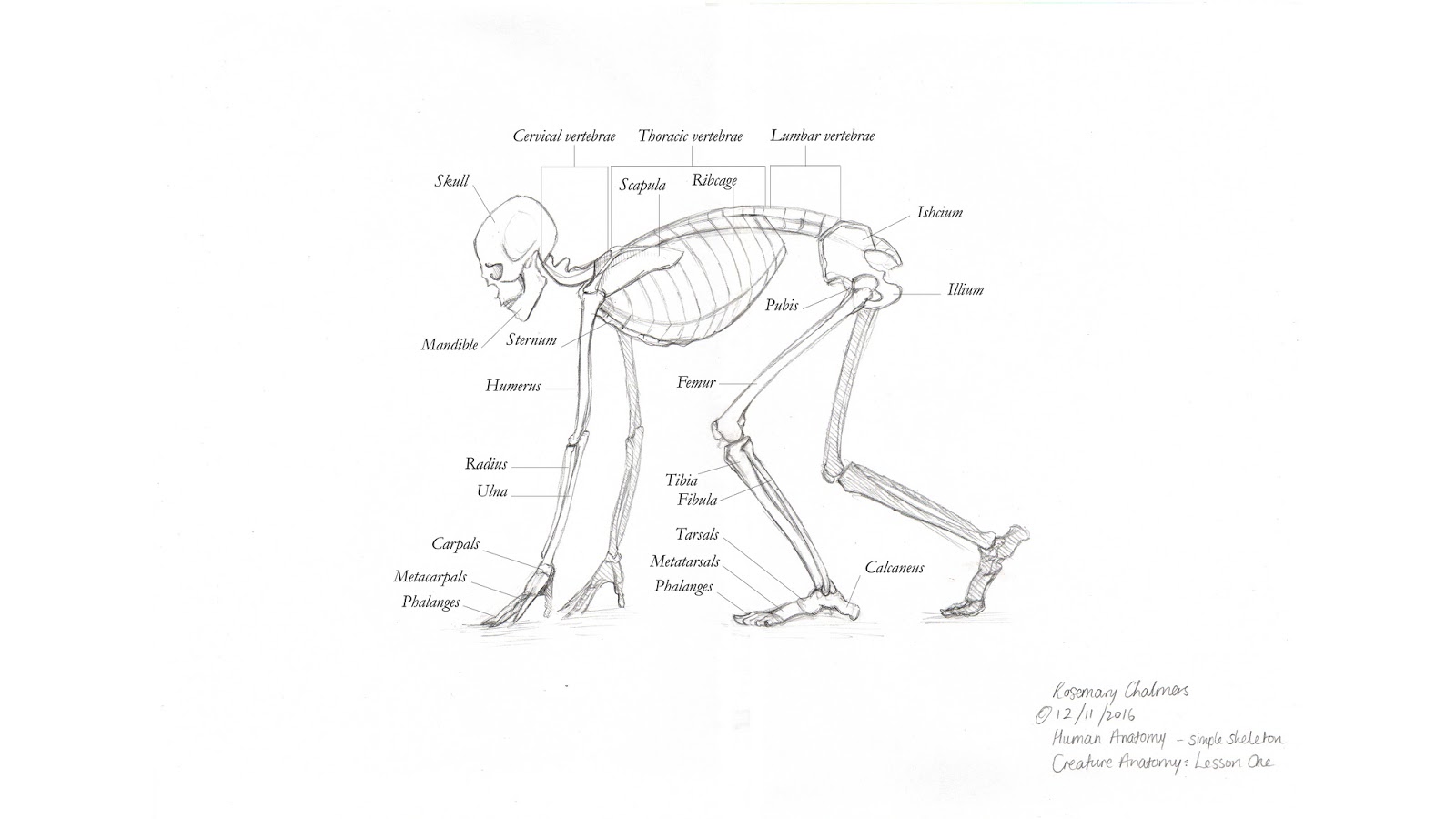 Rosemary Chalmers — concept art and illustration: Creature Anatomy with ...