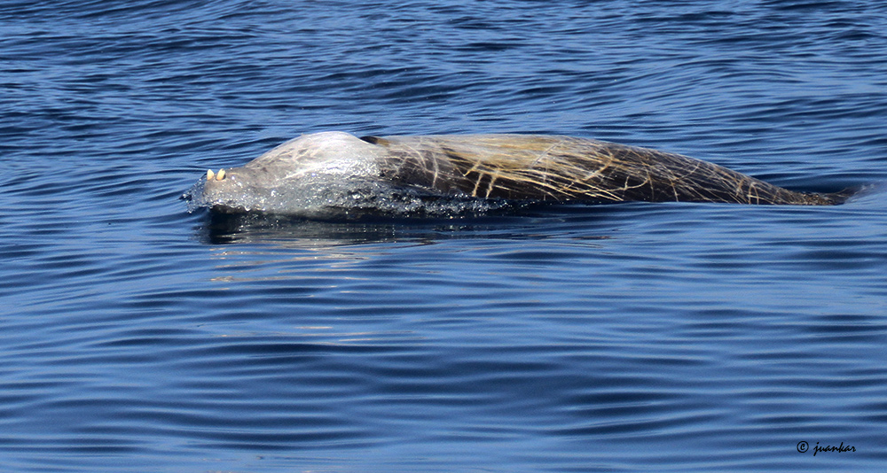 Entre alpinas y marinas.: Dientes de zifio.