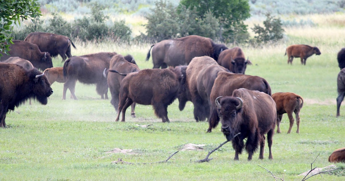 On holiday: Where the buffalo roam