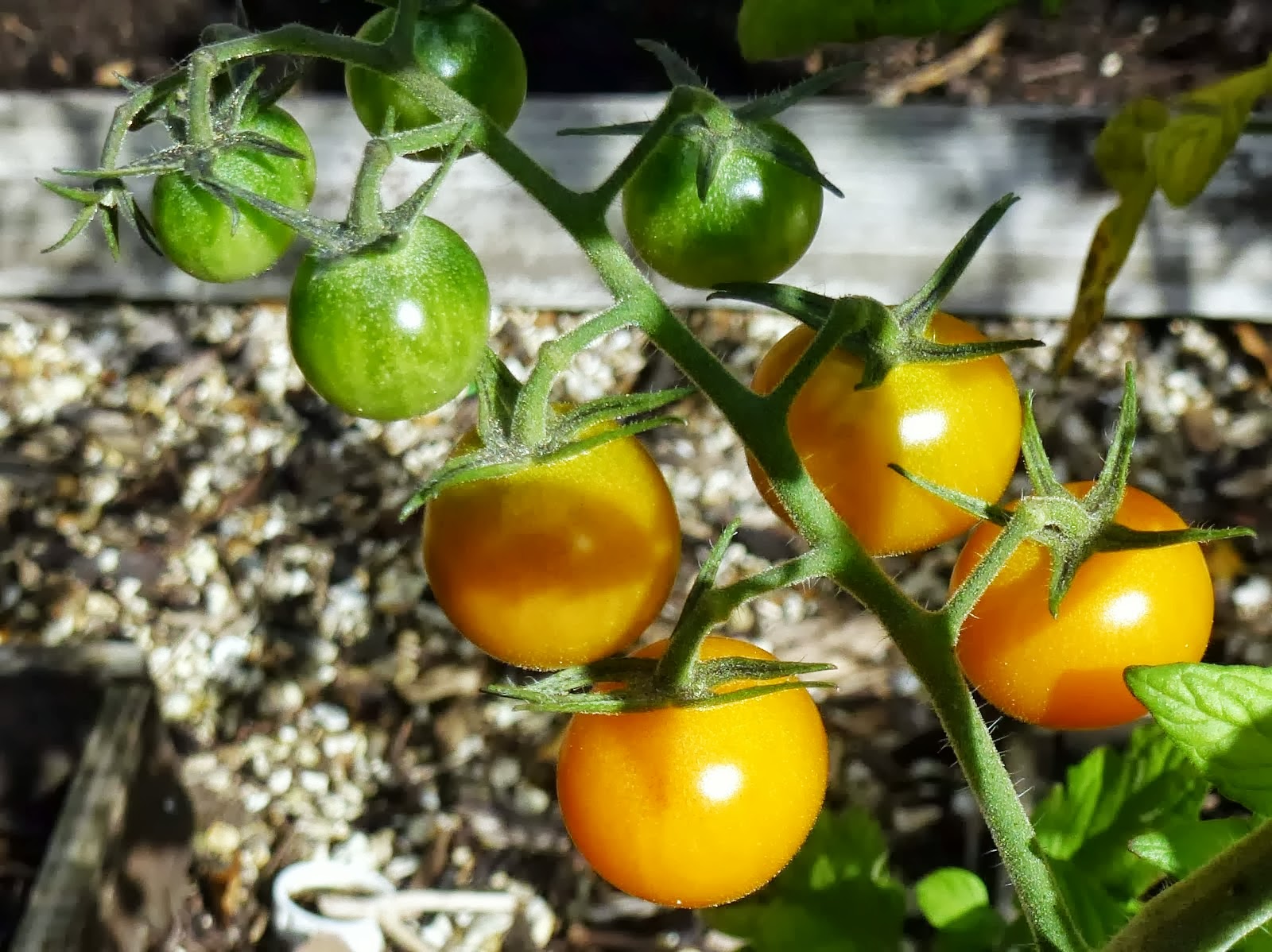 The Cheltenham Garden Log: Tomato "Golden Cherry'