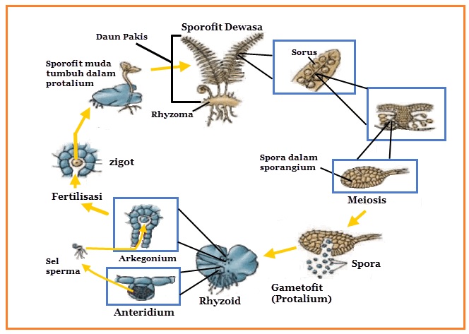 BIOLOGI GONZAGA: TEST KINGDOM PLANTAE 01