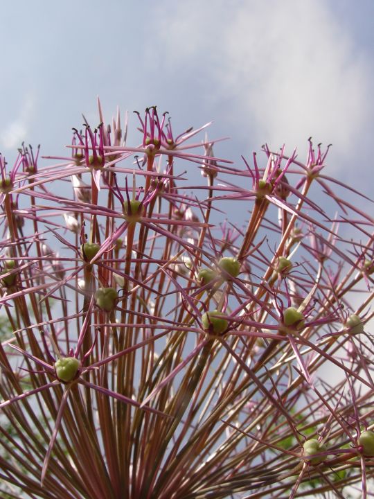 Corkscrew Allium