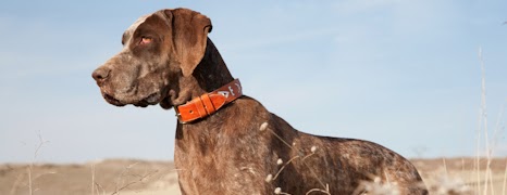Pointing Dog Blog: Breed of the Week: The Burgos Pointer