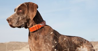 Are Burgos Pointer Hypoallergenic