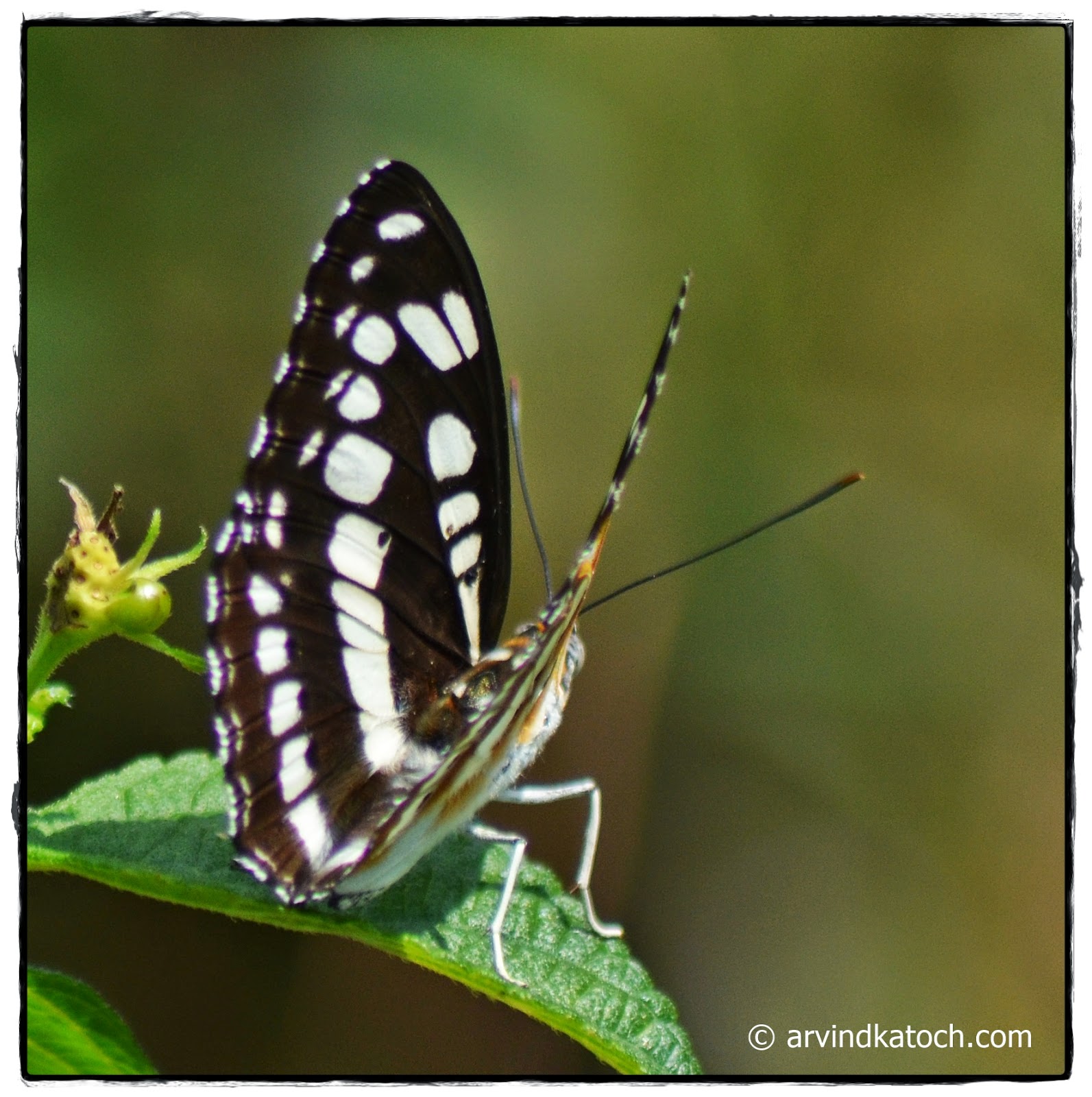 A Black, Brown colored Butterfly with White dots on the Lantana Leaf
