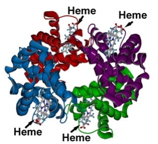 Cuidados UTI: Dosagem Transferrina